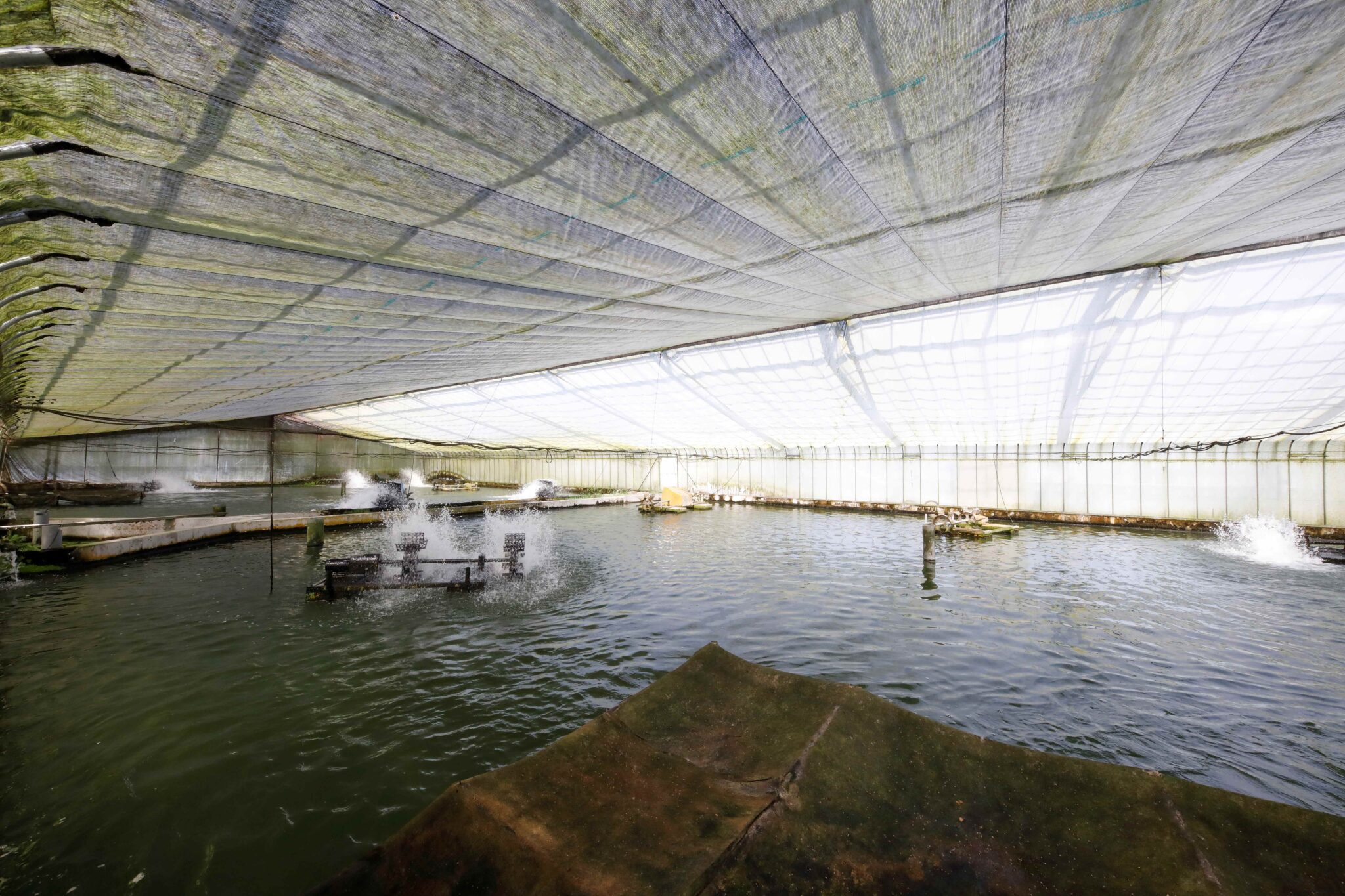 Visit an Eel Farm at Lake Hamana - FIEJA